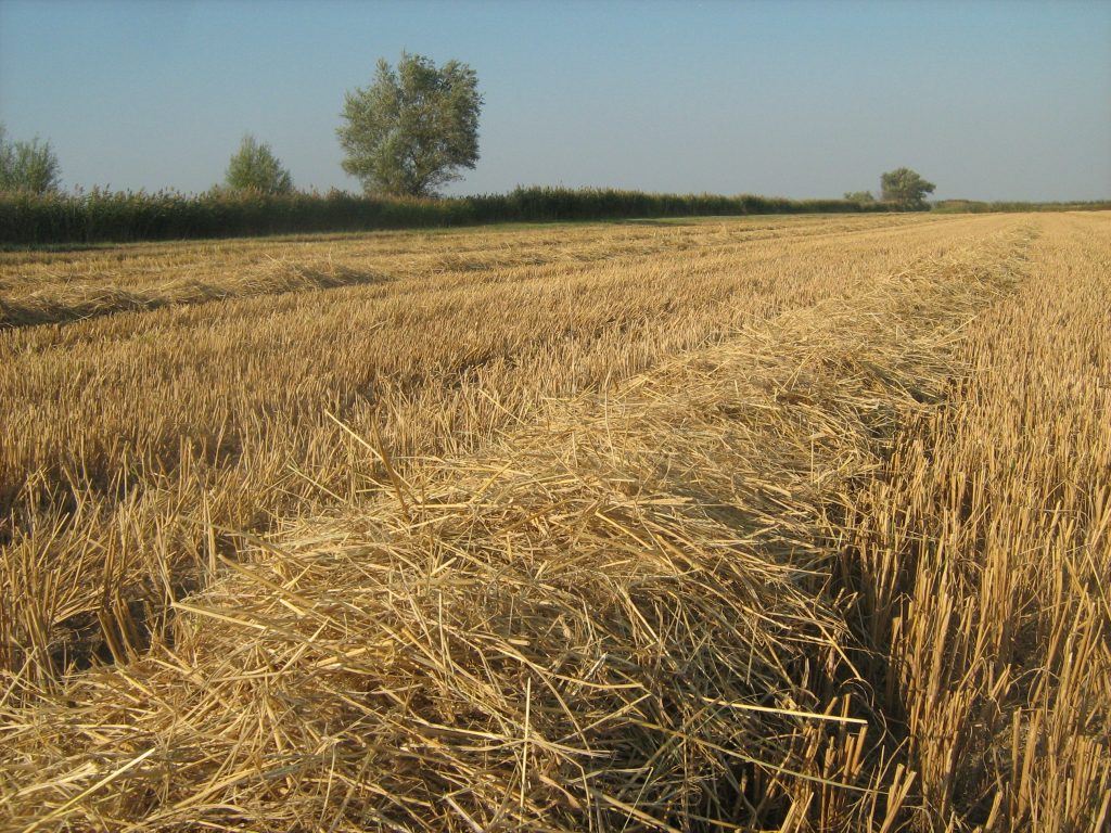 Paille de Riz - Douliere Hay France