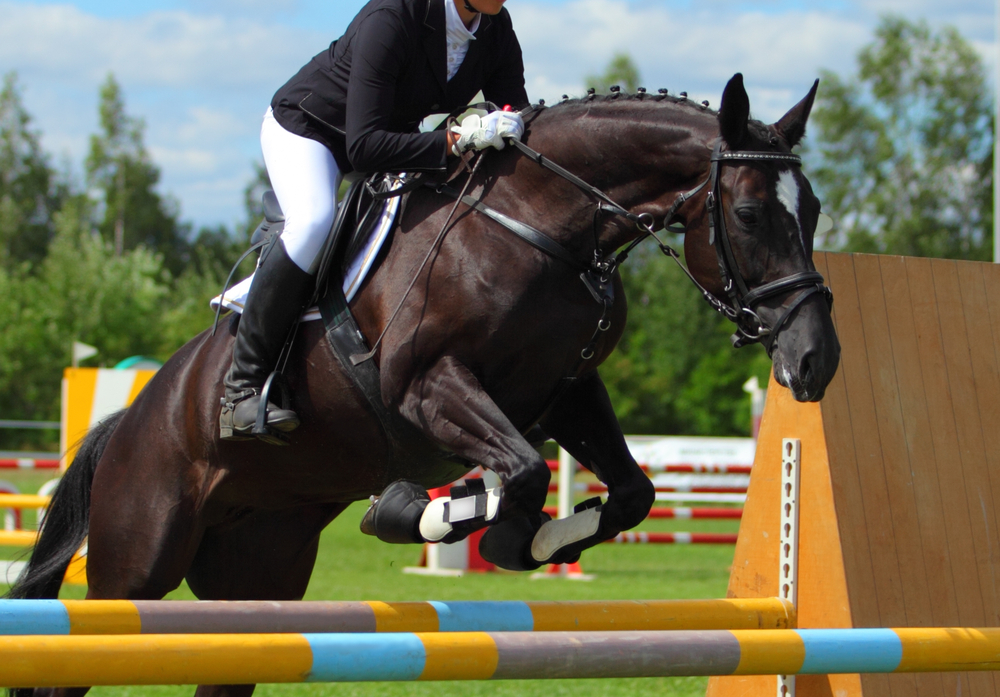 Cheval de sport jumping - Douliere Hay France
