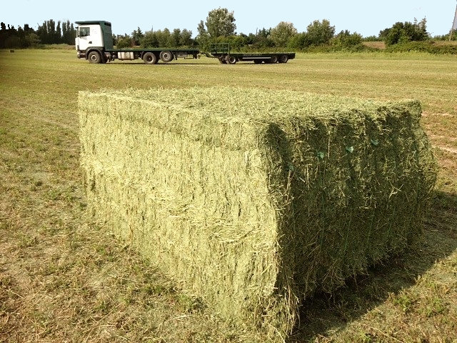 Format de botte de foin compressée et classique - Douliere Hay France